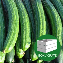 Cucumber | Buy fresh Salad | Vegetables | Herbs and Fruits
